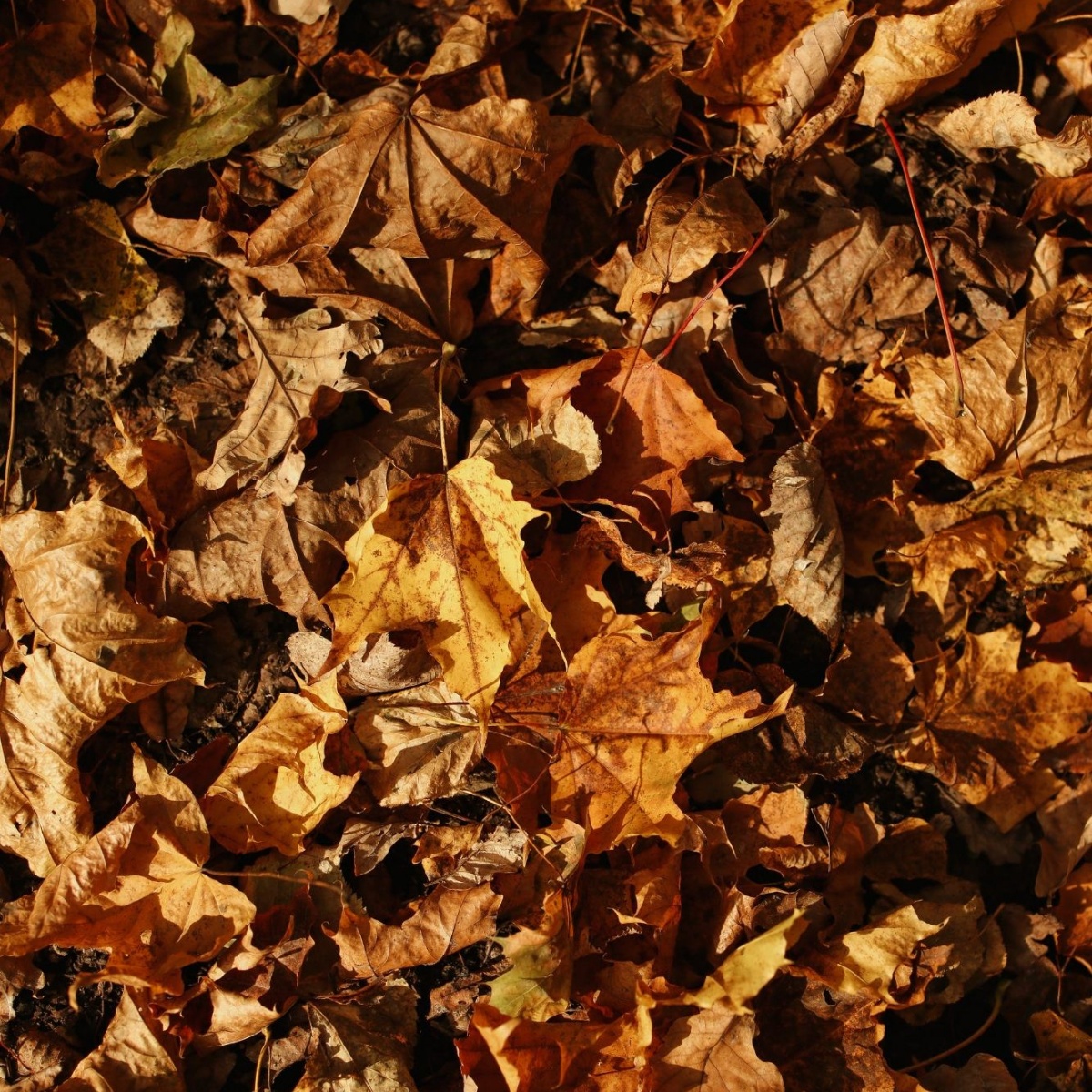 UCC Newsletter - Friday 13th September 2024 - Uppingham Community College